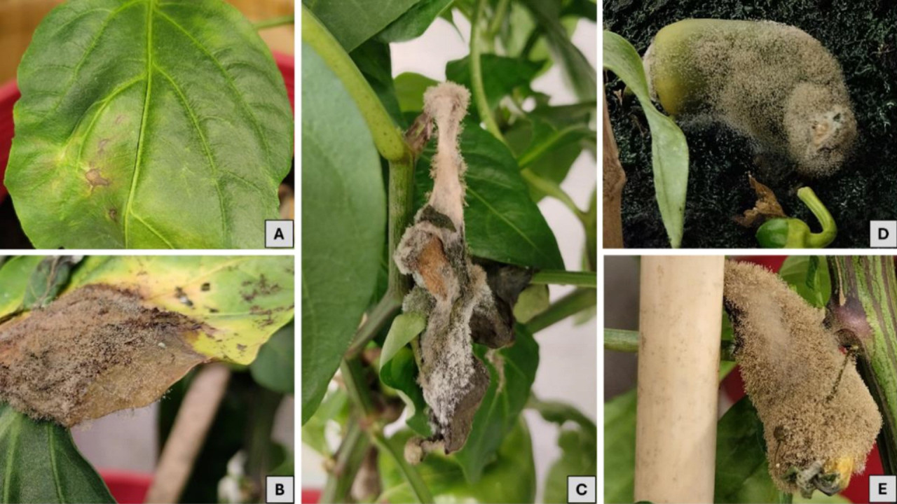 Сравнительная оценка методов мультиспектральной визуализации на основе ...